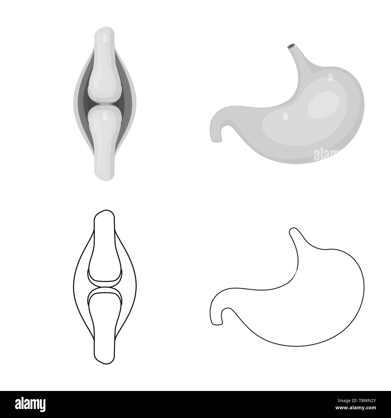 bone,stomach,tendon,digestive,ligament,gastric,injury,pain,muscle,body ...