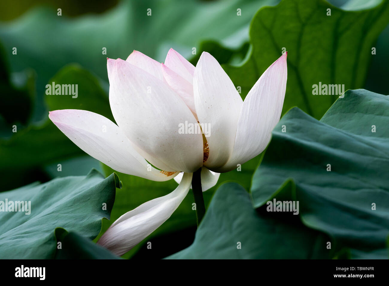 A set of lotus photos taken in Wuzhou Lake Park, Linyi, Shandong ...