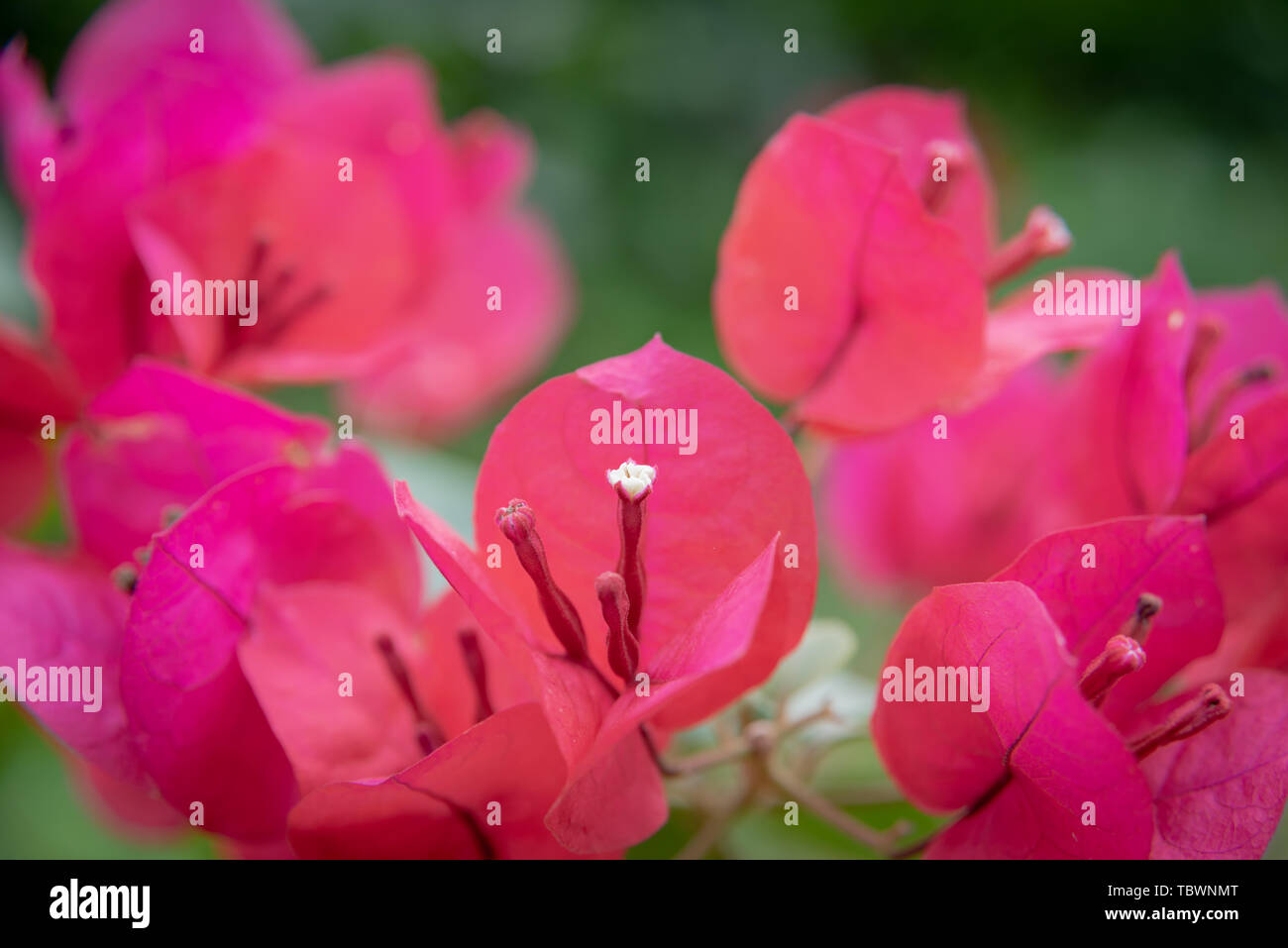 Rhododendron triangular plum leaf flower Stock Photo - Alamy