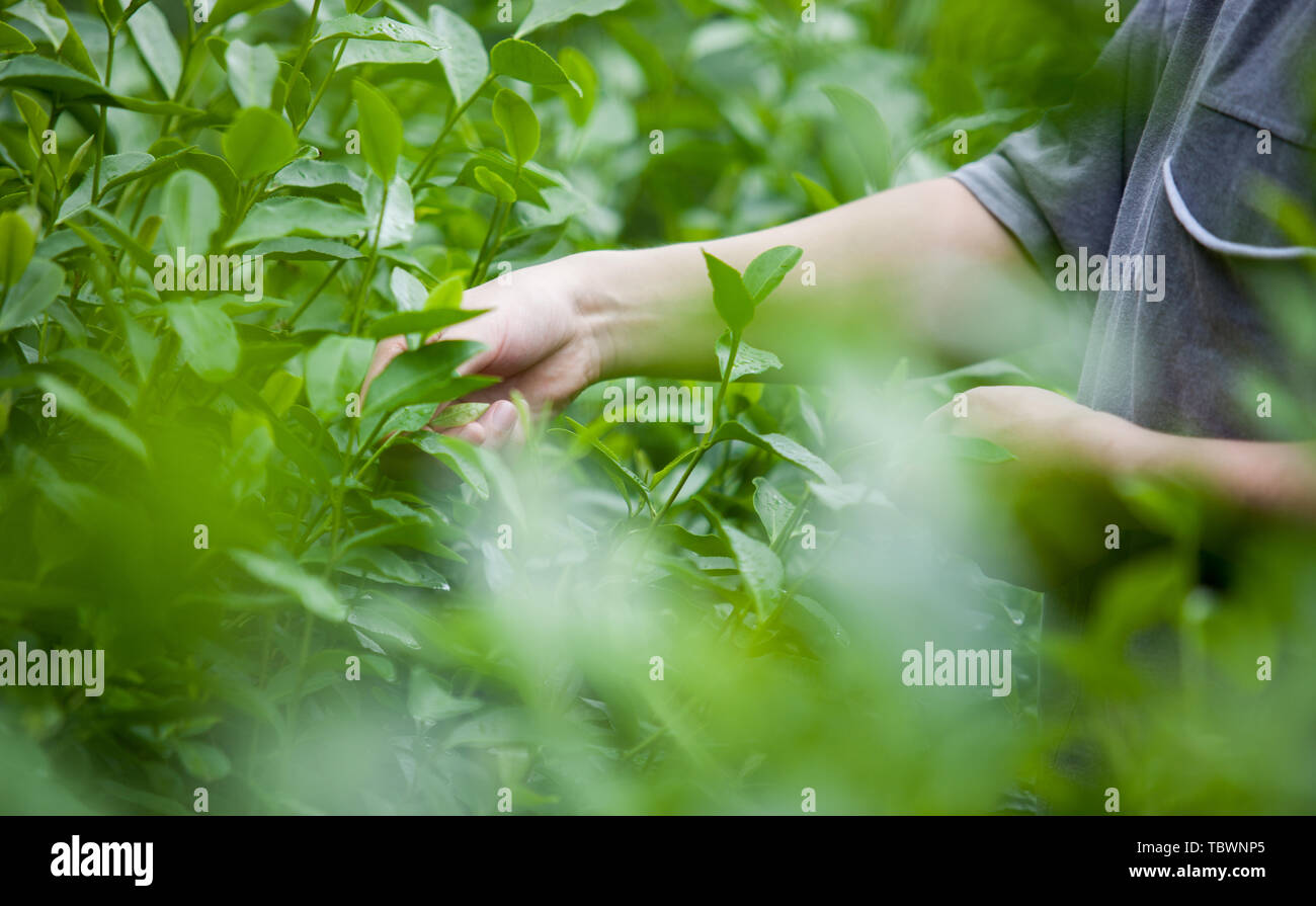 Origin of tea Stock Photo - Alamy