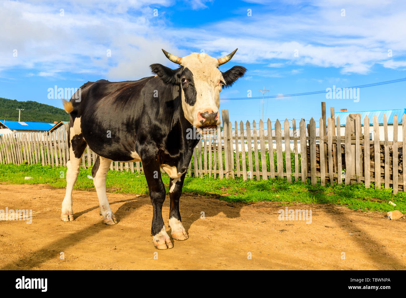 Inner mongolia cattle hi-res stock photography and images - Alamy