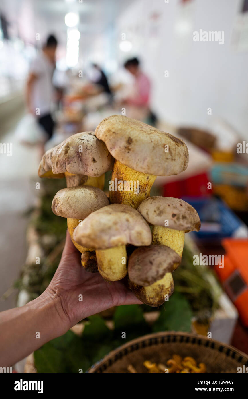 Fresh wild edible bacteria with dirt Stock Photo - Alamy