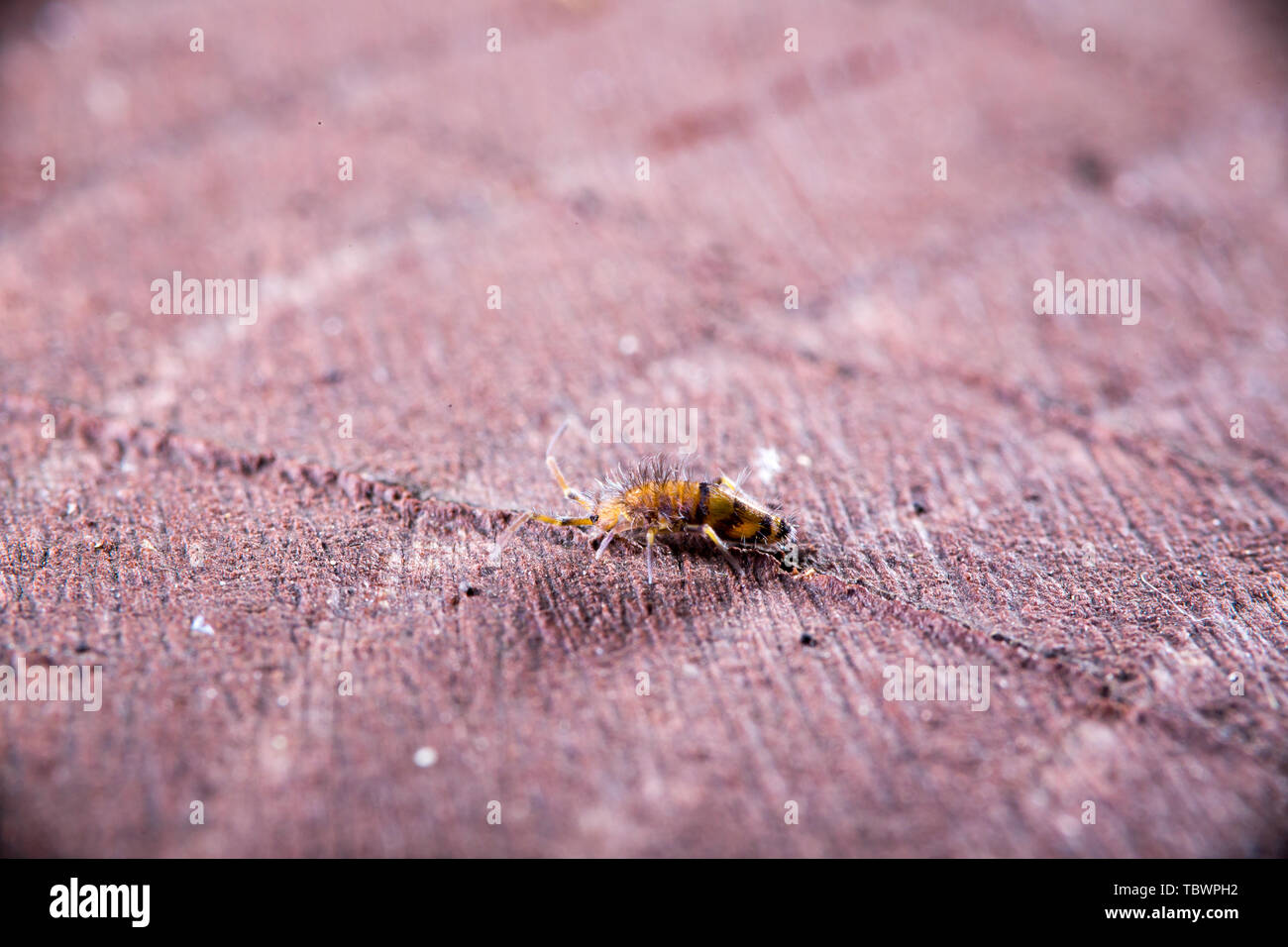 Some kind of tiny bug Stock Photo - Alamy