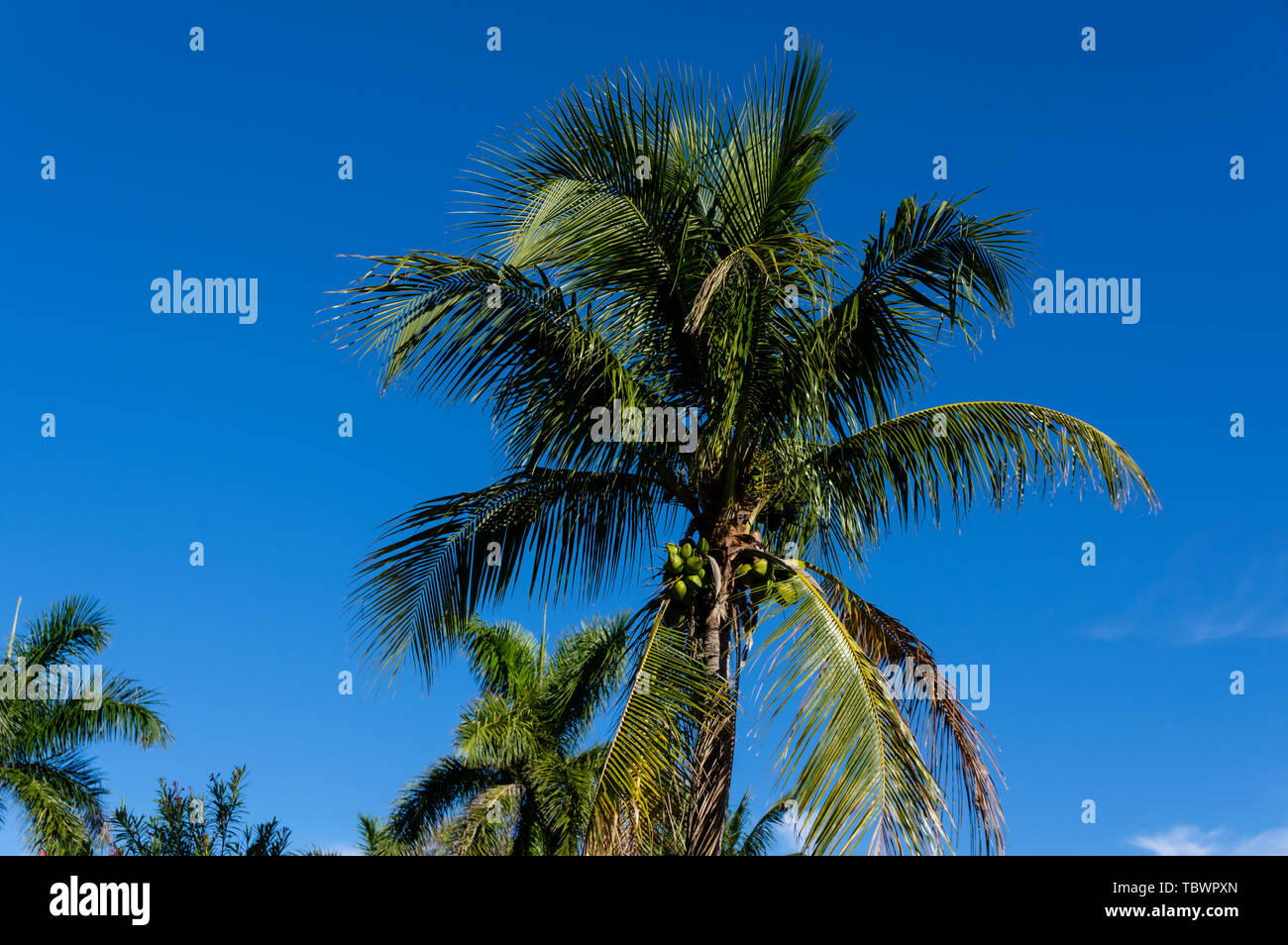 Coconut palm cocos nucifera with coconuts hi-res stock photography and ...