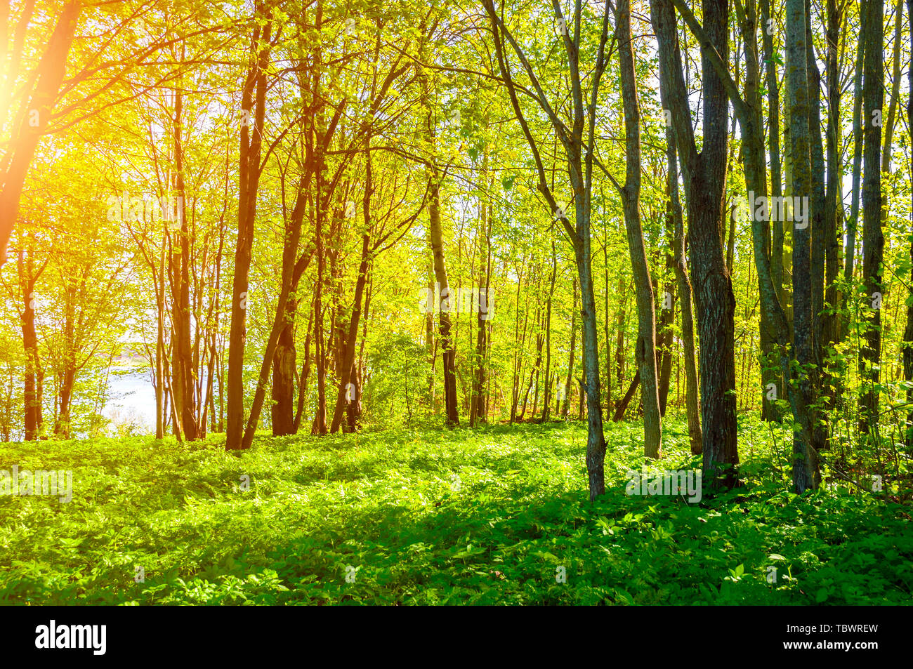 Summer forest landscape in sunny weather. Forest trees under soft ...
