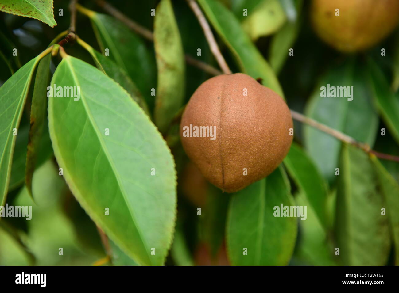 Oil tea, tea fruit Stock Photo - Alamy