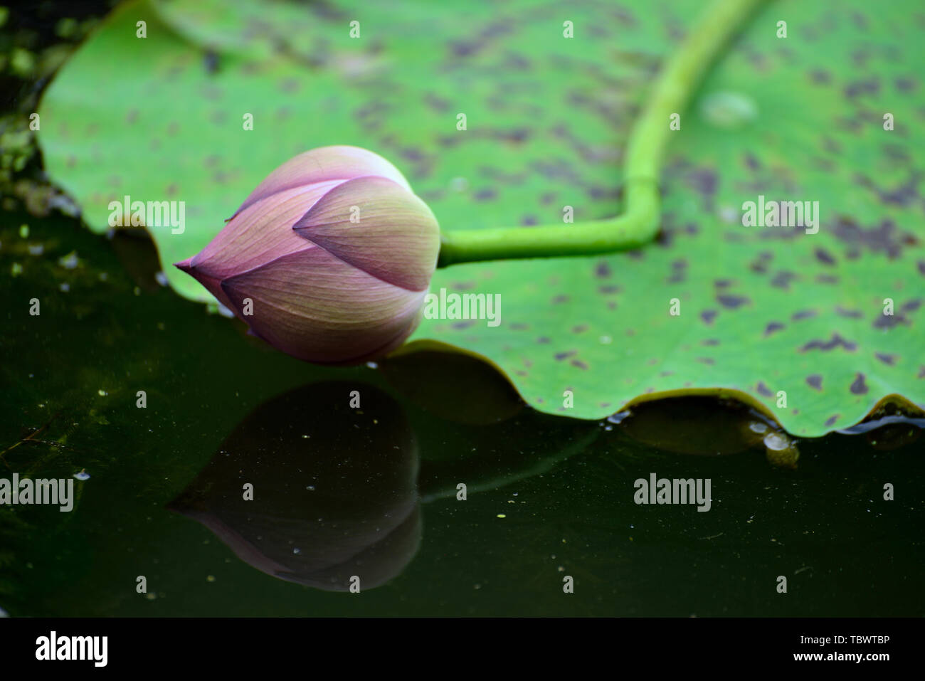 Foreign colors and lotus flowers of plants hi-res stock photography and ...