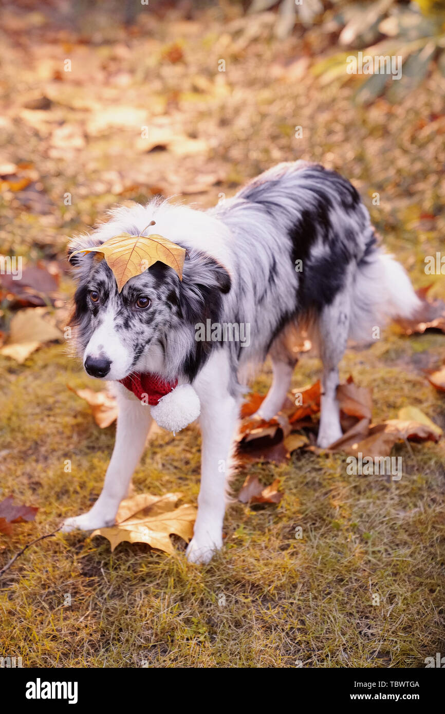 Autumn and winter outdoor pet photos, dog photos, meteorite siding ...