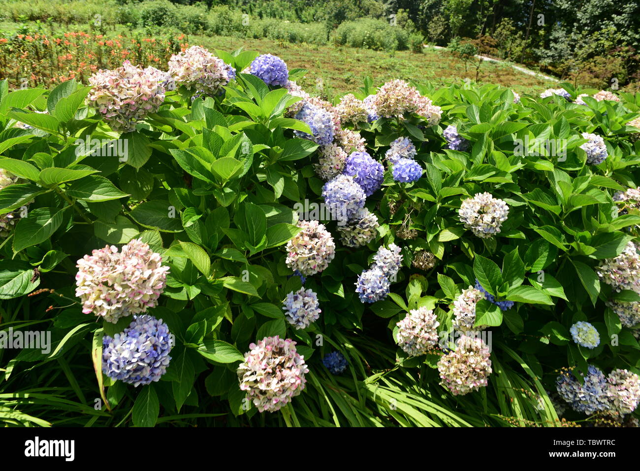 Hydrangeas backgrounds hi-res stock photography and images - Alamy