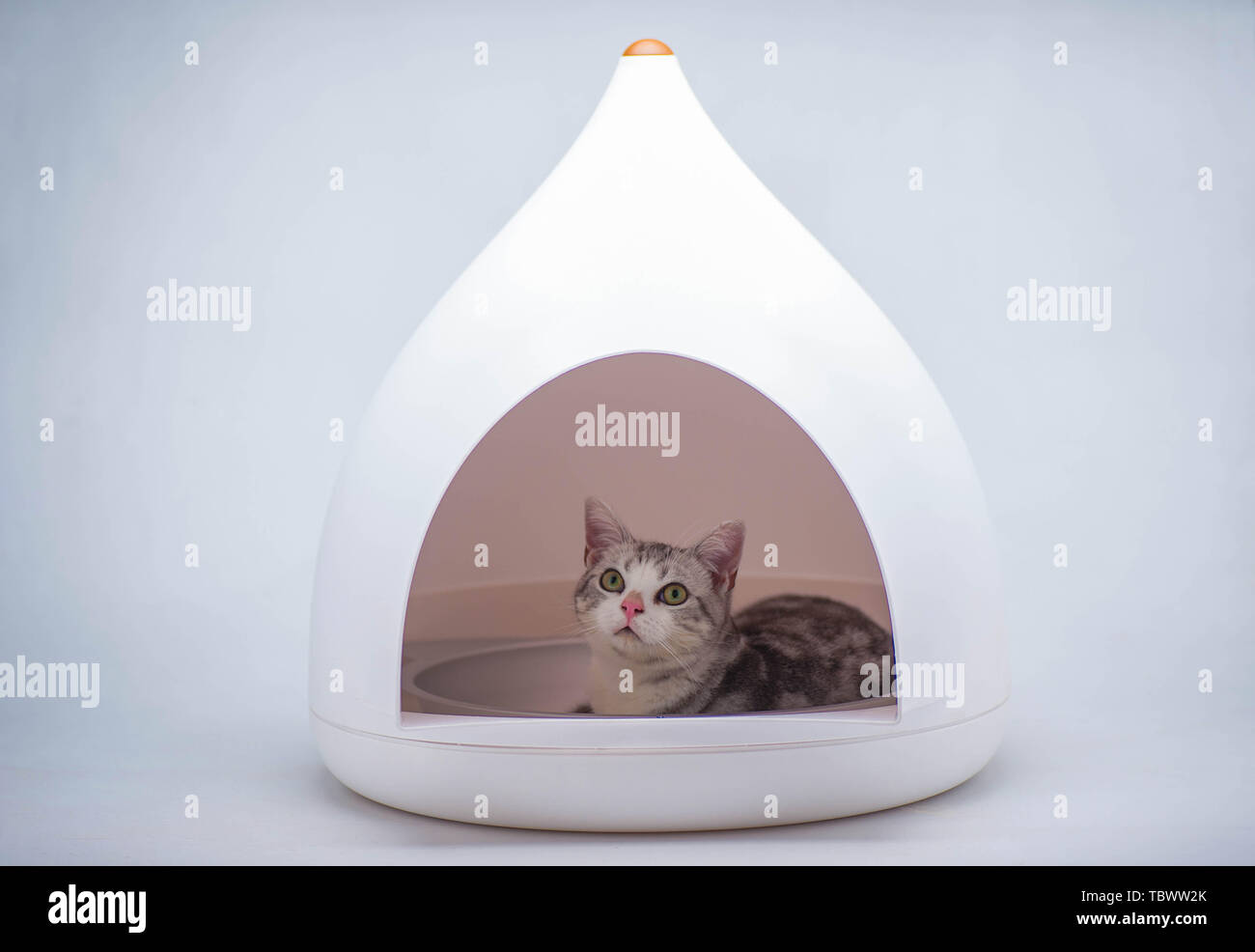 cat, pet, cat, animal, sprouting Stock Photo - Alamy