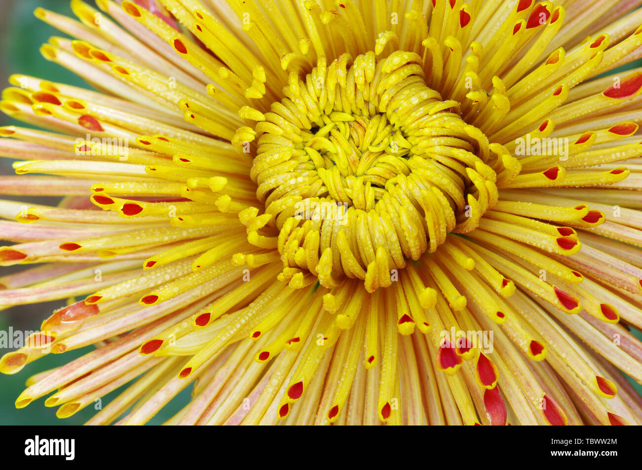Planting chrysanthemum water hi-res stock photography and images - Alamy