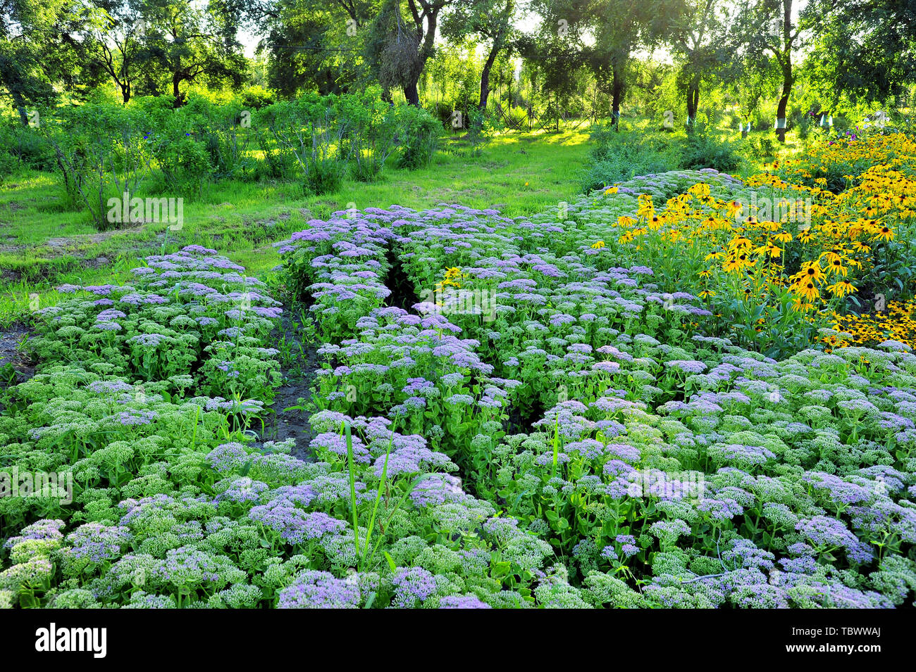 Spring forest flowers and plants picture Stock Photo - Alamy