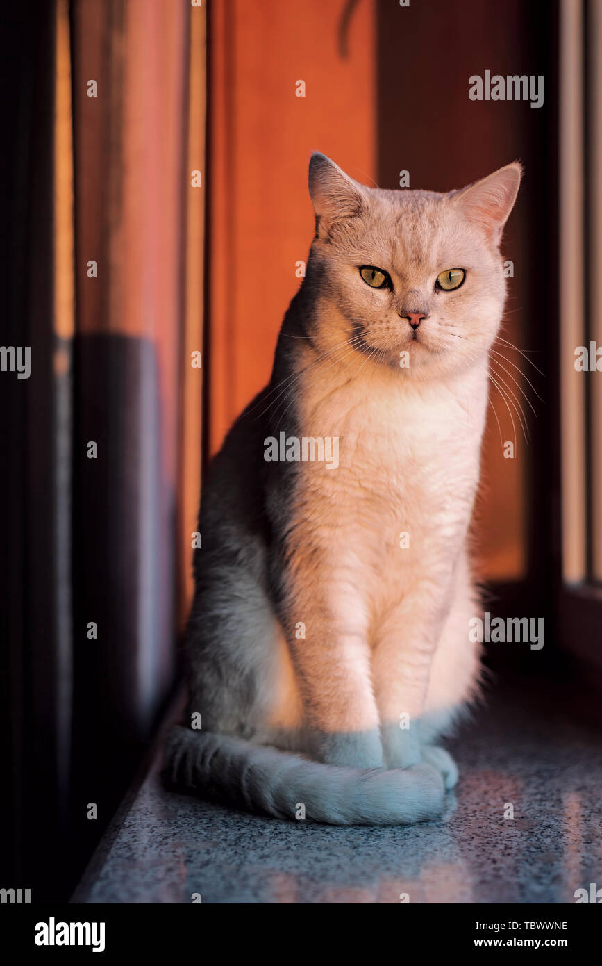 Cat short silver gradient Stock Photo - Alamy