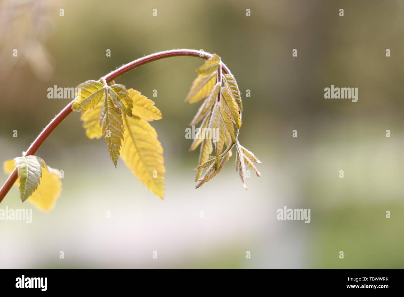 Old trees sprout in spring Stock Photo - Alamy