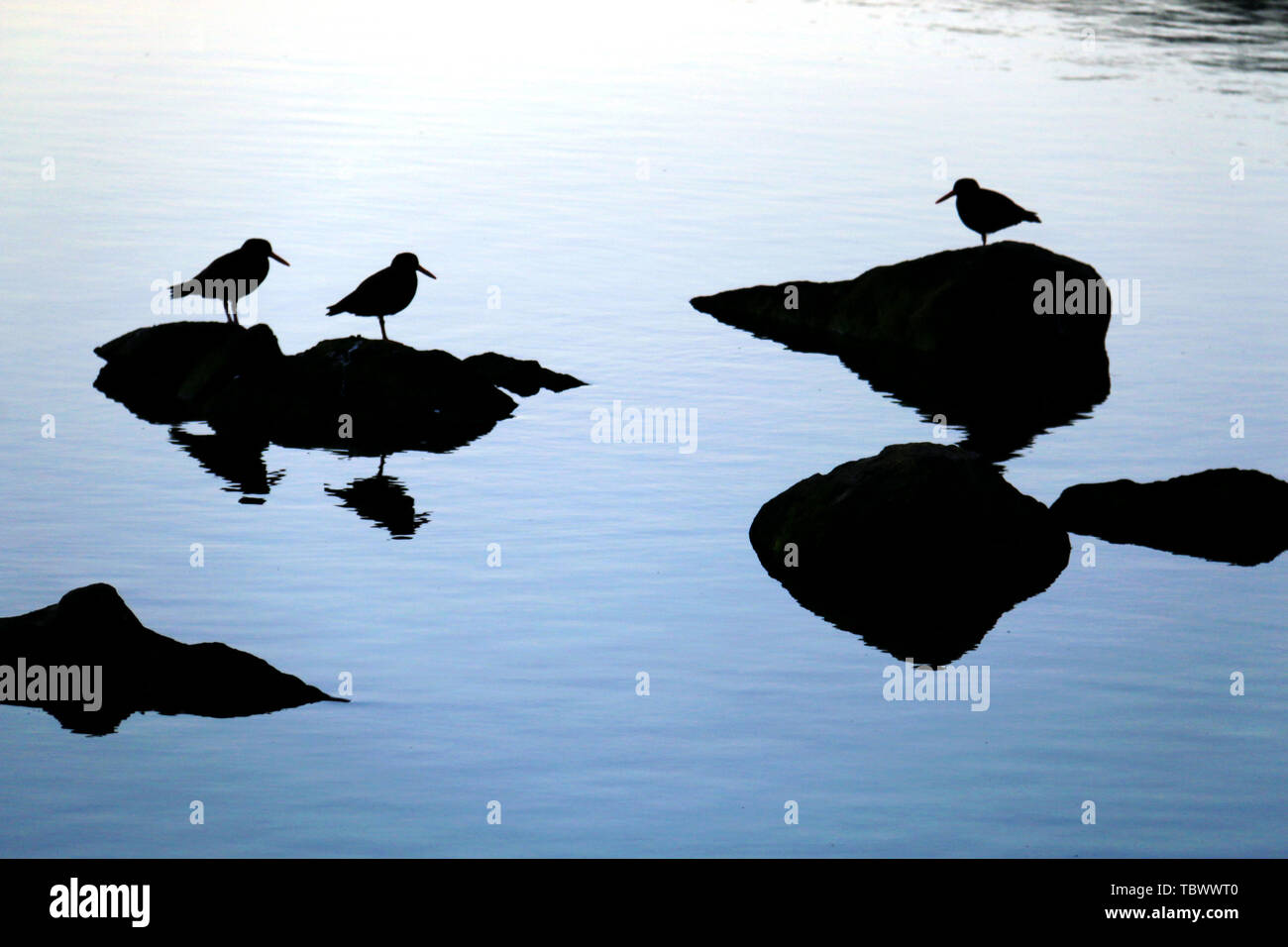 Birds on the rocks Stock Photo - Alamy