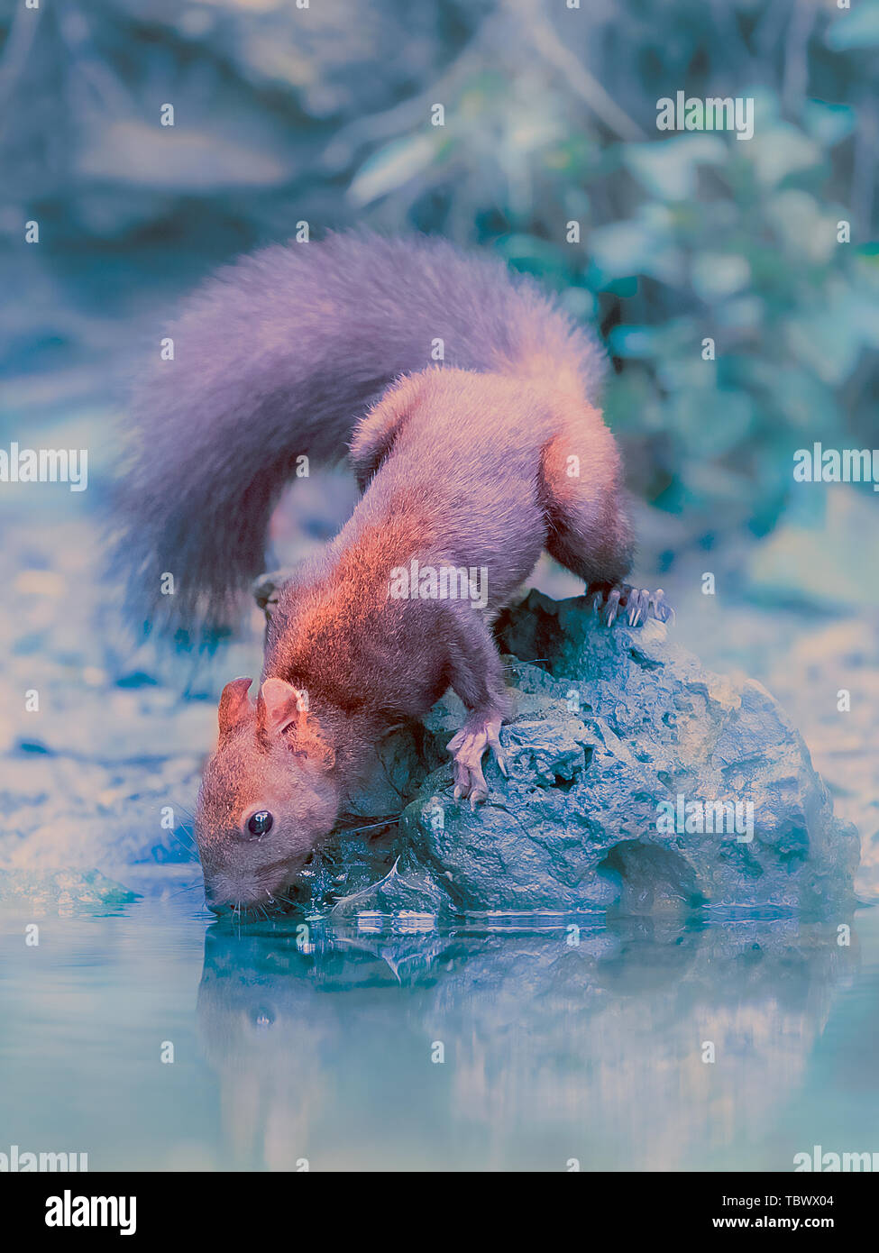 The pond-side elves Stock Photo - Alamy