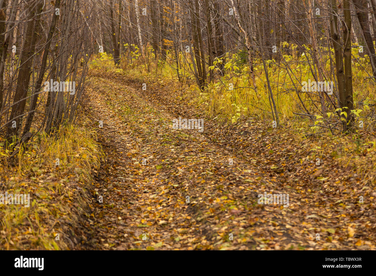 Forest in autumn colors on the Kamchatka Peninsula. Trees with yellow ...
