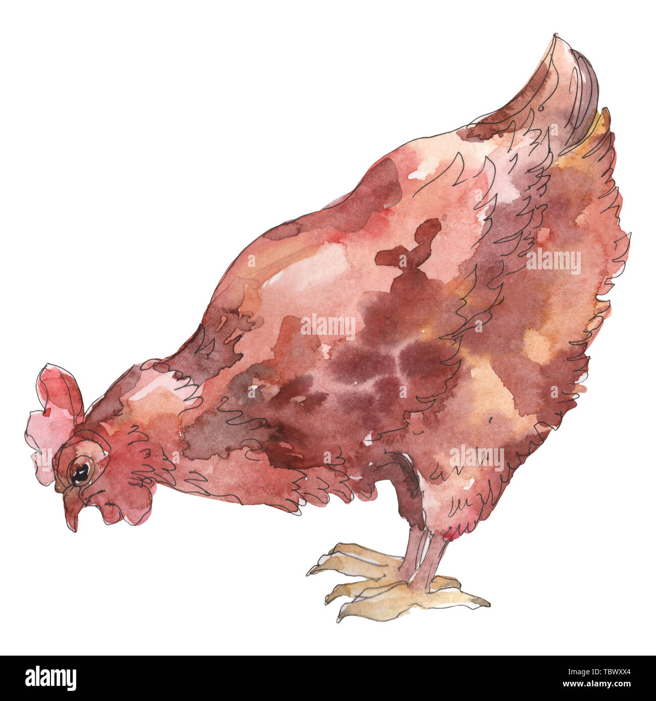 Hen farm animal in a watercolor style isolated. Full name of the animal ...