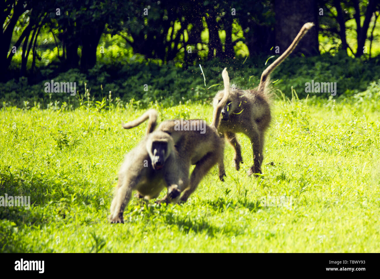 Africa, Zimbabwe, mana wildlife, national park, animals, baboons ...