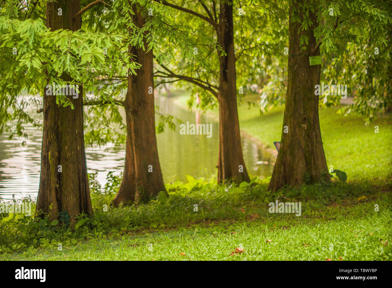 Sequoia tree at South China Botanical Garden Stock Photo - Alamy