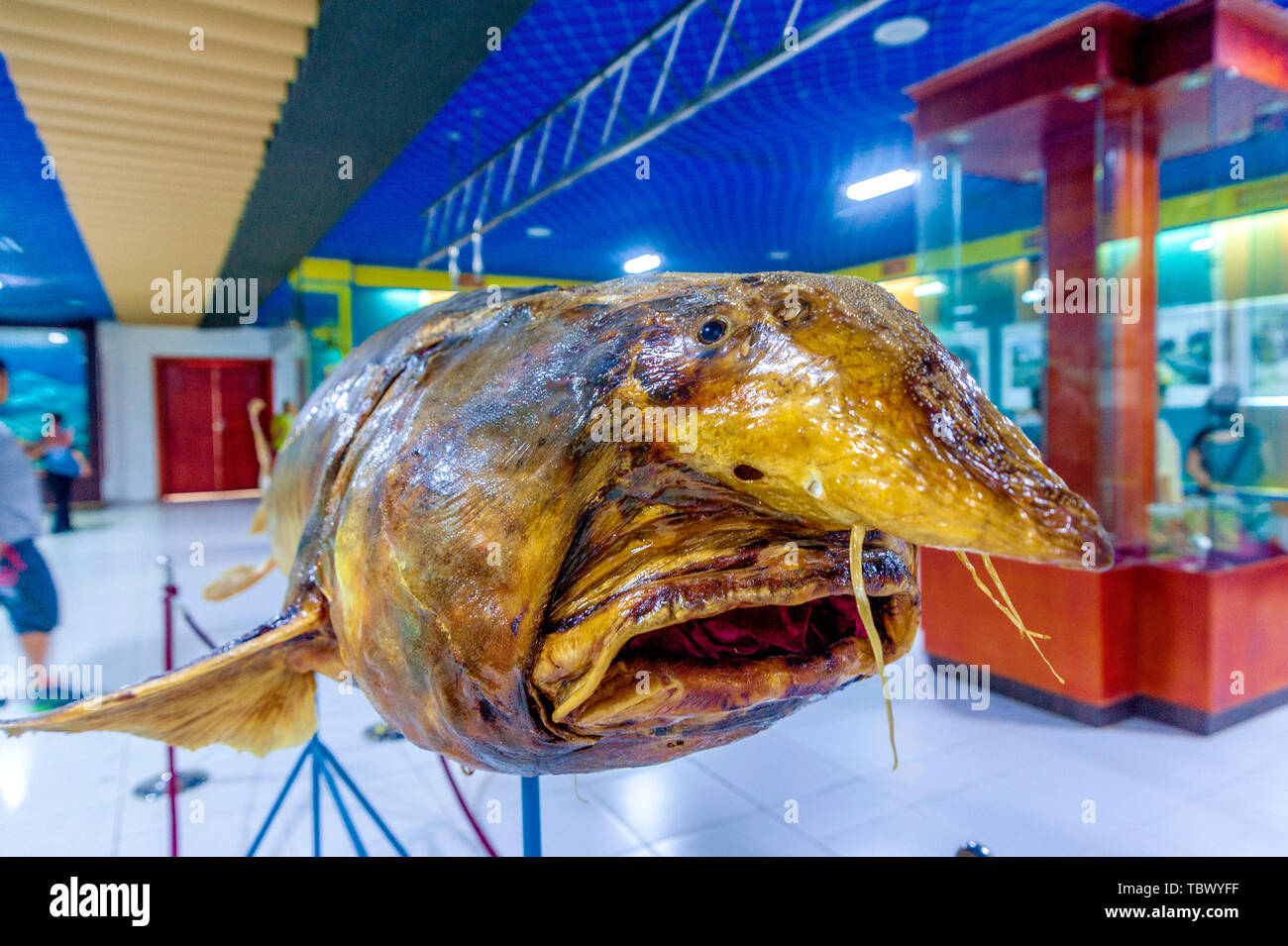 Heilongjiang fish pavilion hi-res stock photography and images - Alamy