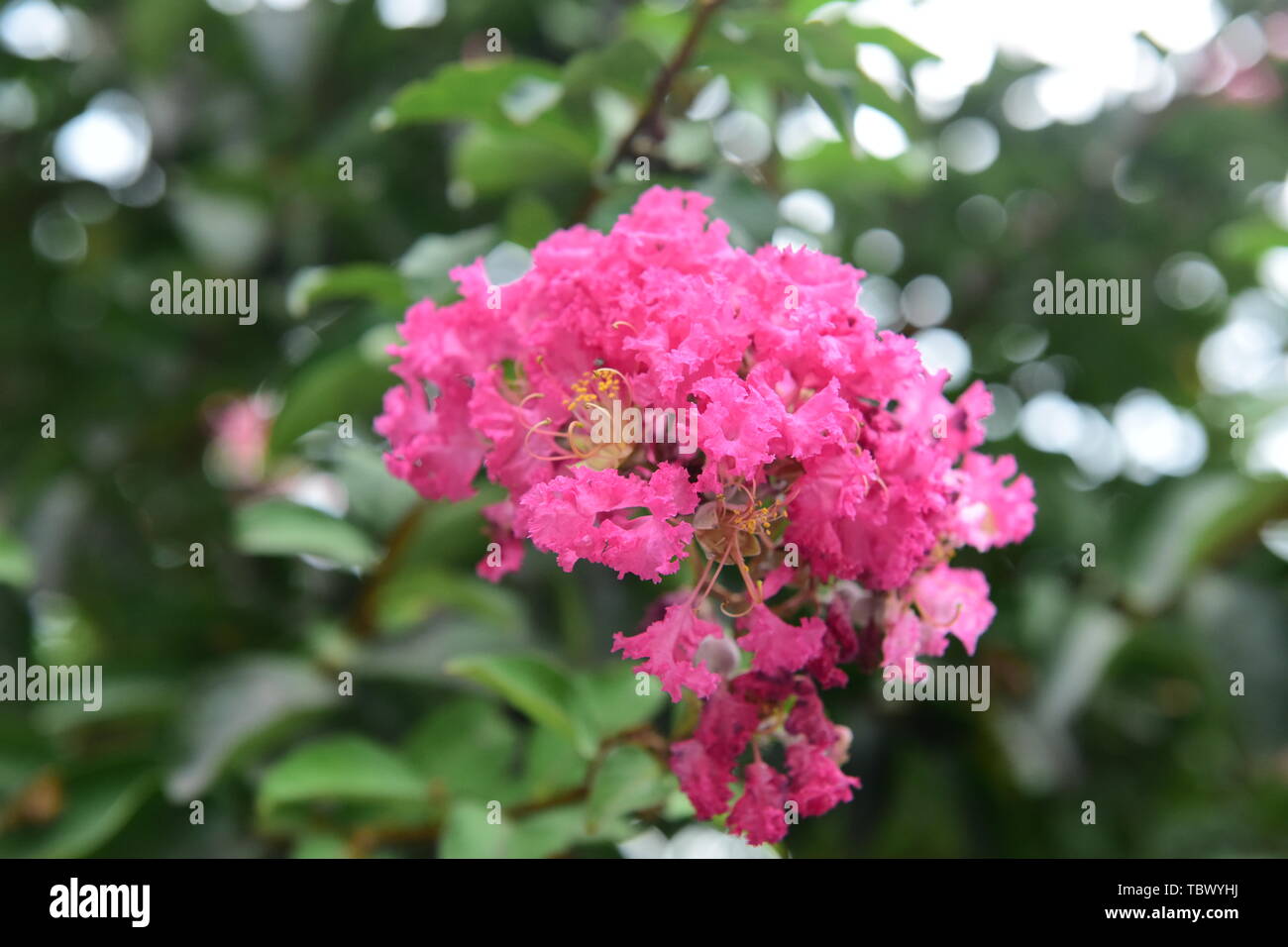 Beautiful crape myrtle flowers plants hi-res stock photography and ...