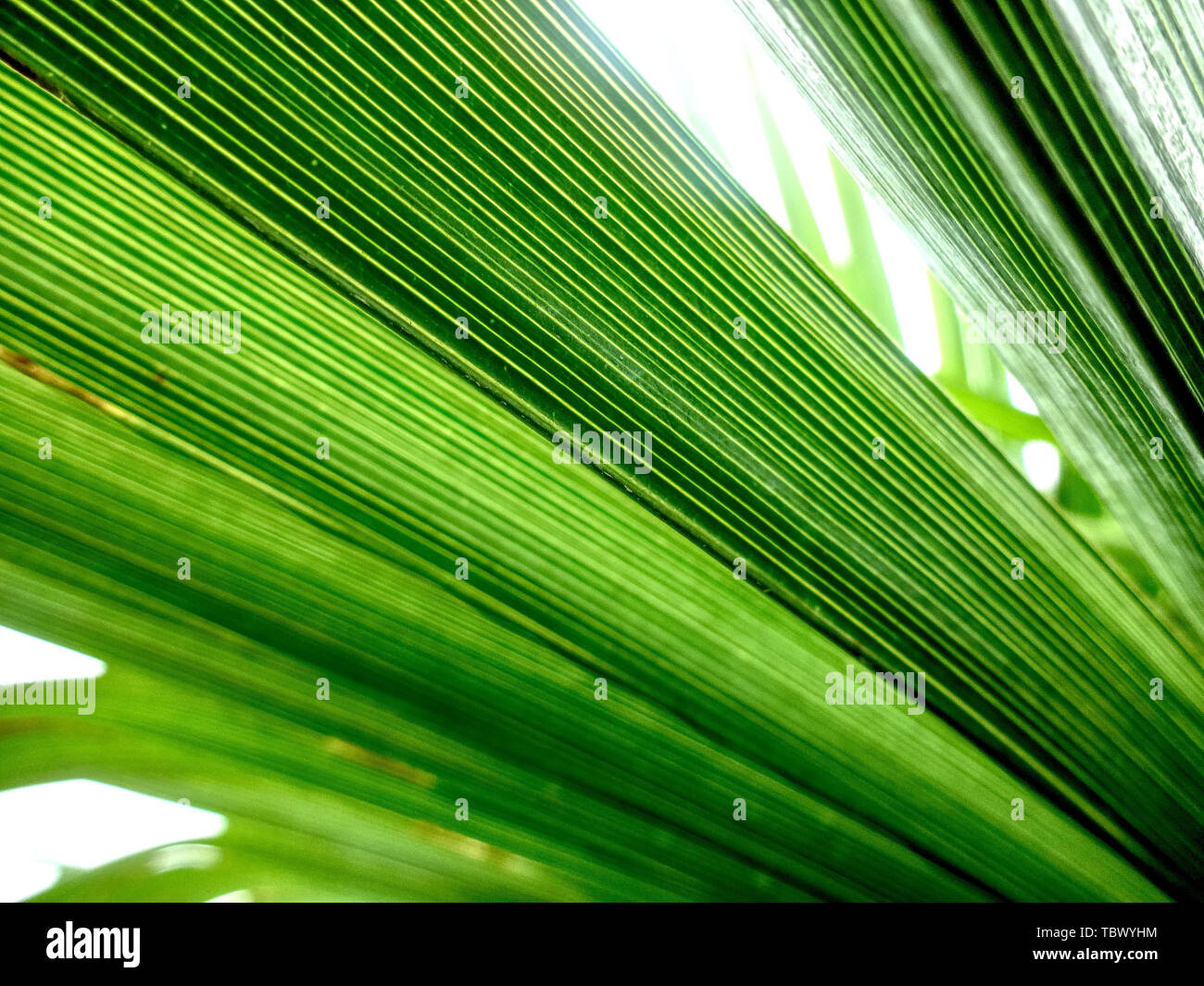 Compound coconut hi-res stock photography and images - Alamy