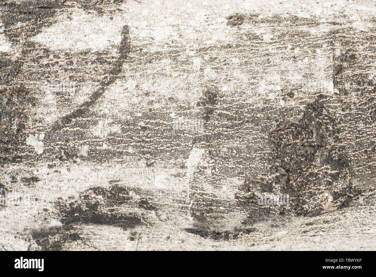 Bark texture background picture Stock Photo - Alamy