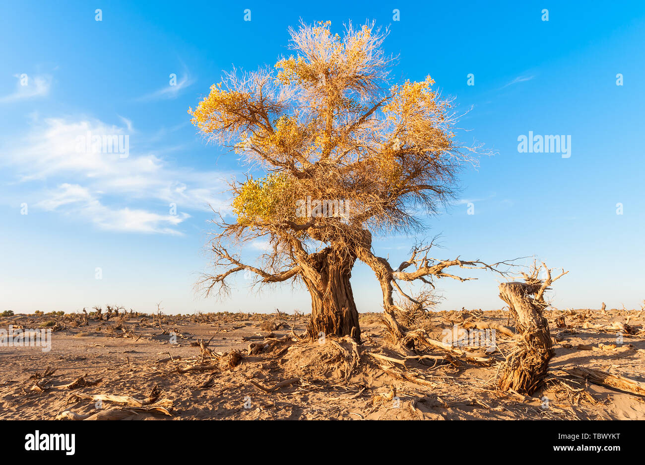 Soil lin lin hi-res stock photography and images - Alamy
