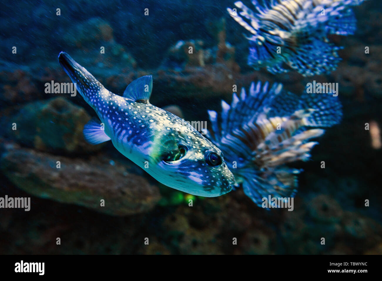 pearl - headed dogfish Stock Photo - Alamy