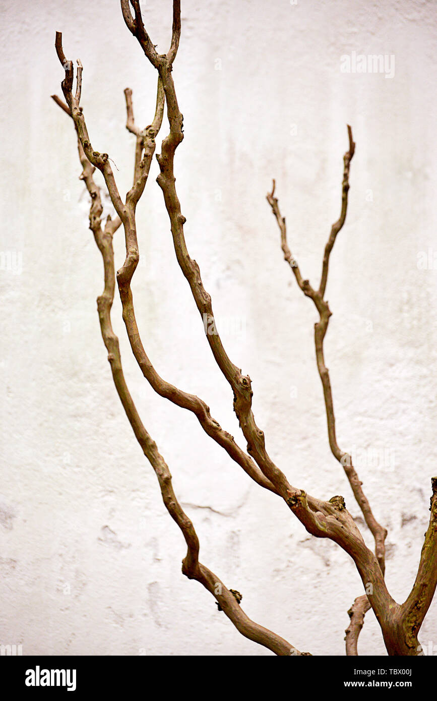 Withered Branches High Resolution Stock Photography and Images - Alamy