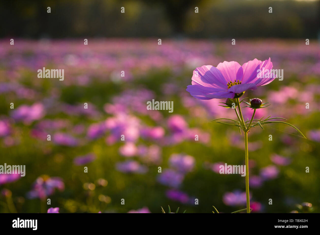Gesang flower African chrysanthemum Orson flower field wild interest ...