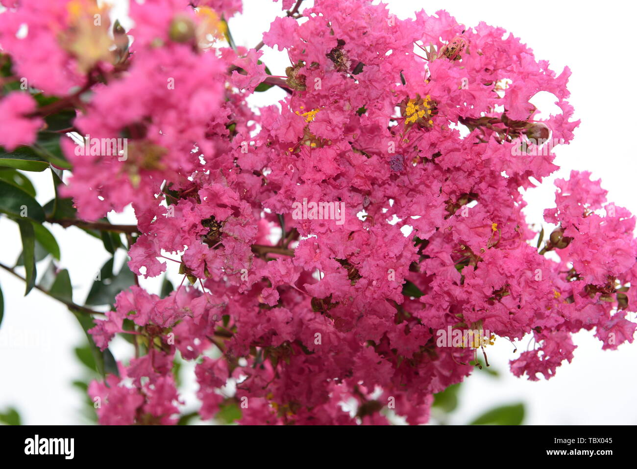 Crape myrtle bark hi-res stock photography and images - Alamy