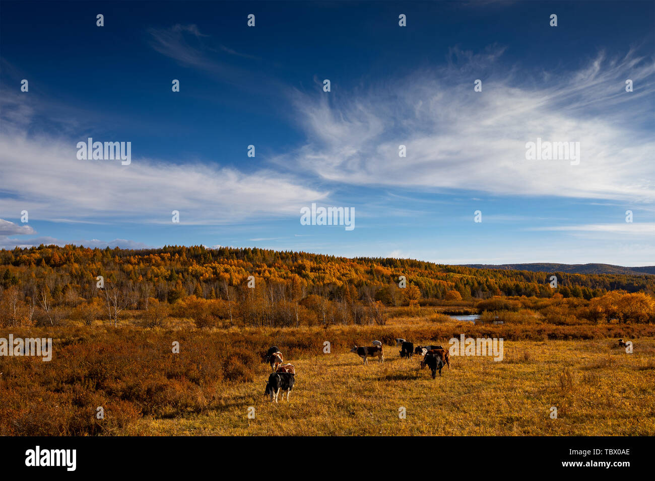 Autumn view of Alshan Stock Photo - Alamy