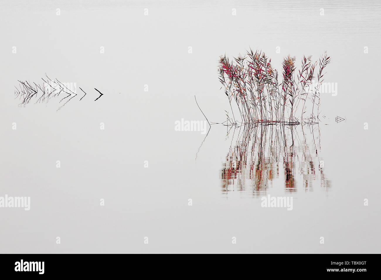 Plant reflection in the lake with lines Stock Photo - Alamy