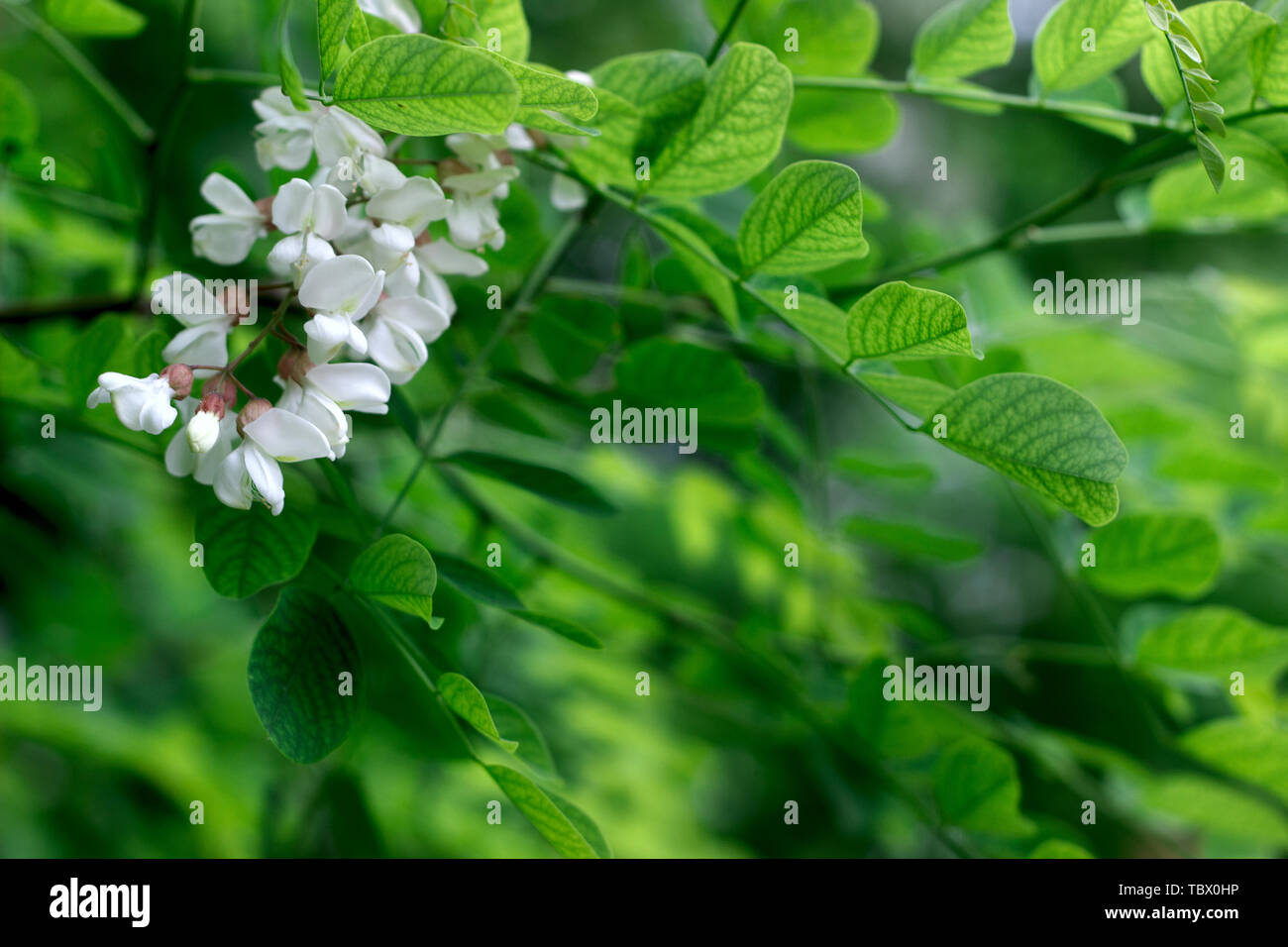 Black Locust, False Acacia or Robinia pseudoacacia blooming. Selective ...