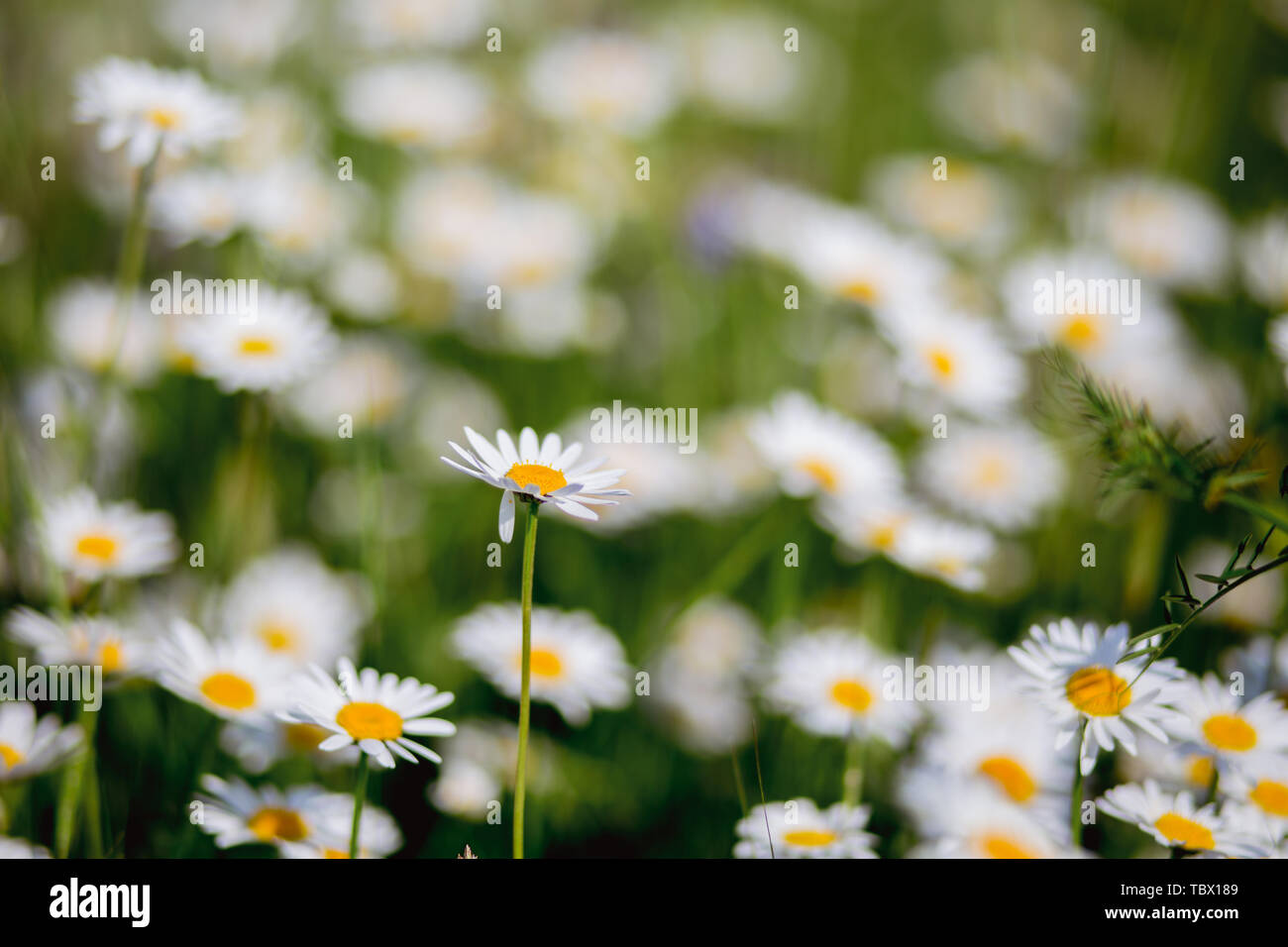 Chamomile in the field. A beautiful nature with blooming Chamomile ...