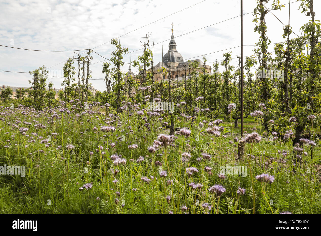 KITCHEN GARDEN OF THE KING, VERSAILLES FRANCE Stock Photo - Alamy
