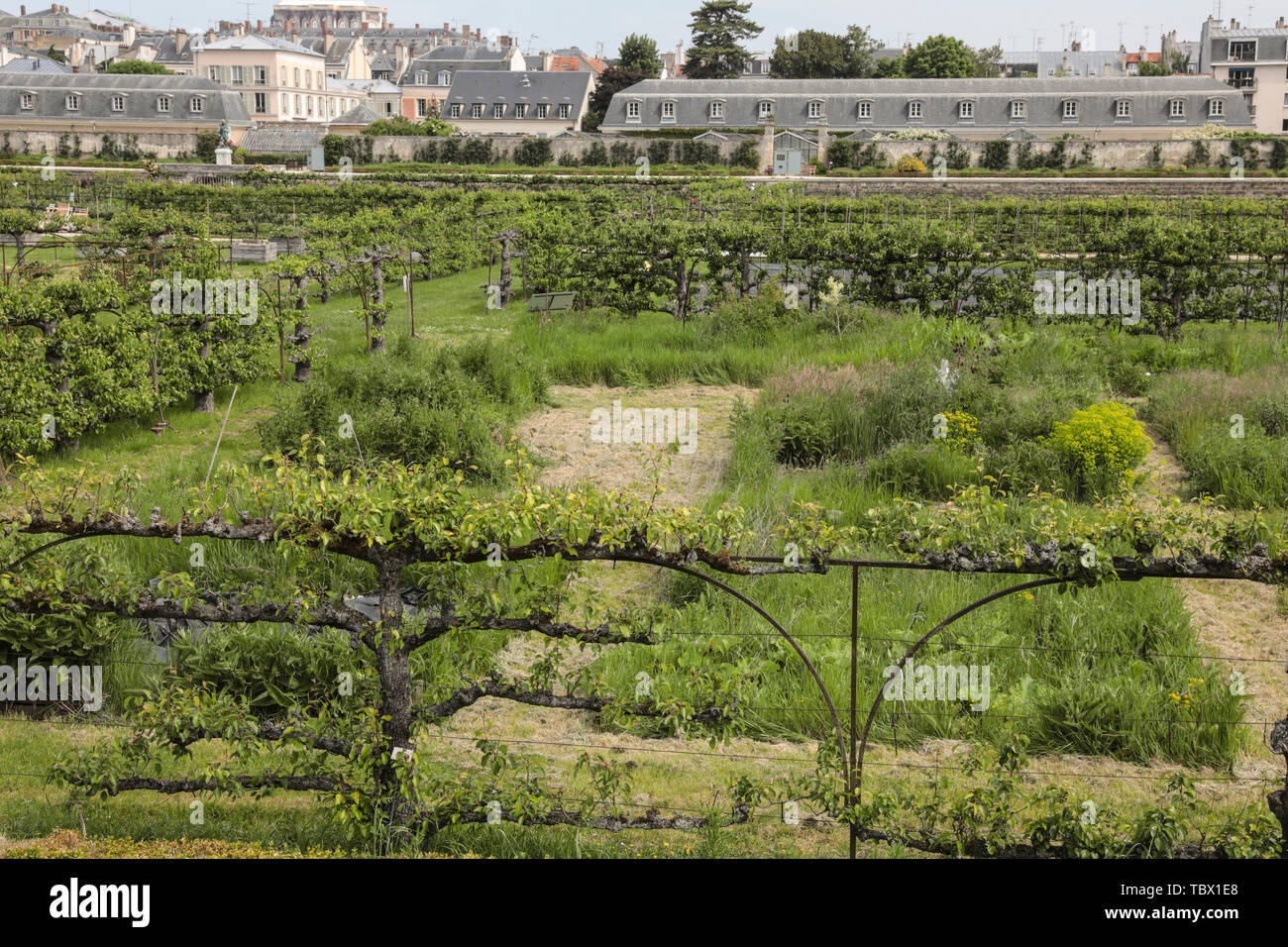 KITCHEN GARDEN OF THE KING, VERSAILLES FRANCE Stock Photo - Alamy