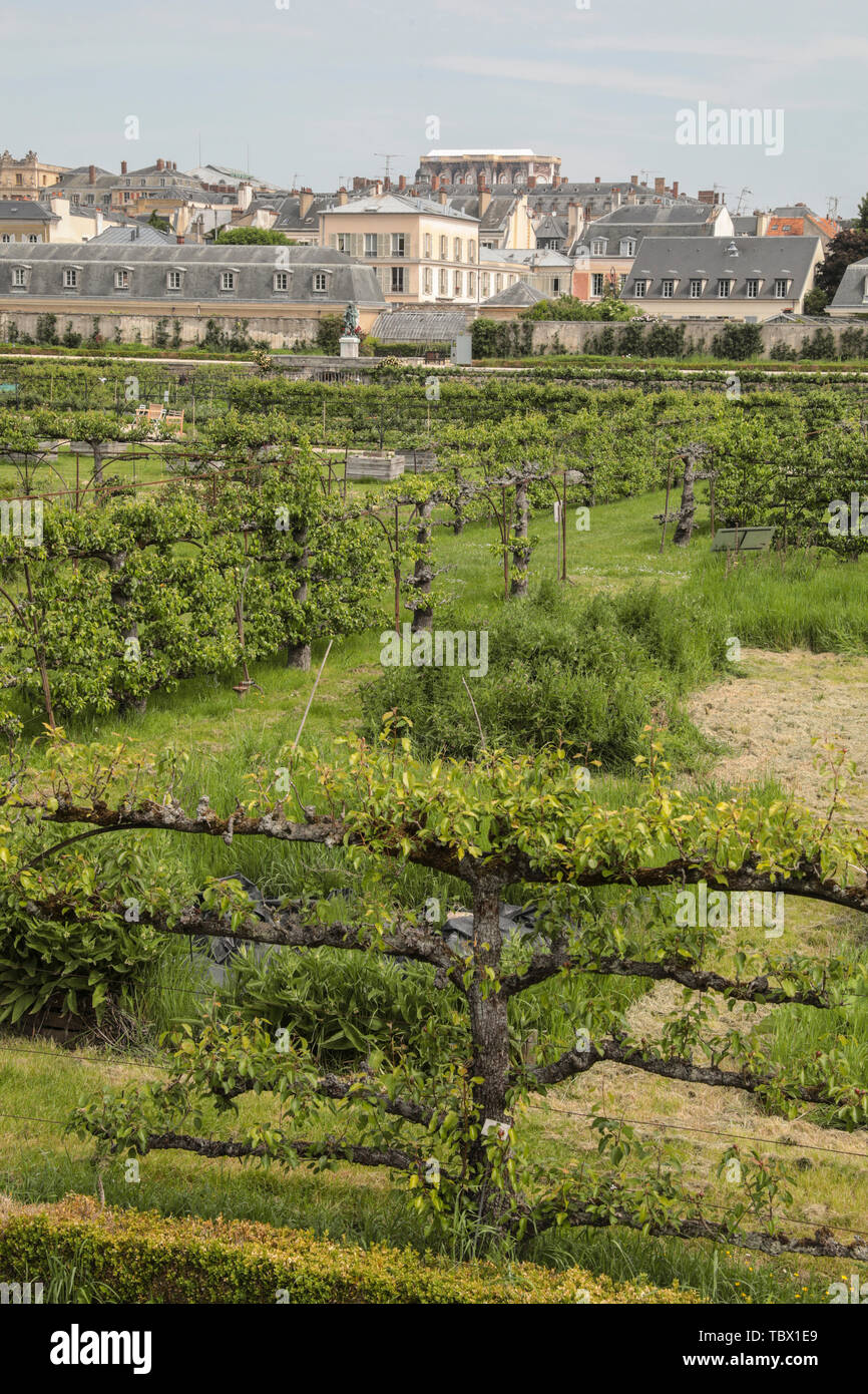 KITCHEN GARDEN OF THE KING, VERSAILLES FRANCE Stock Photo - Alamy