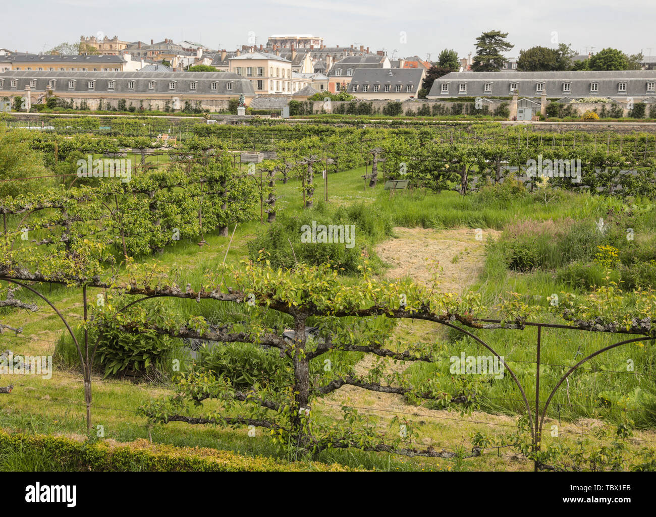 KITCHEN GARDEN OF THE KING, VERSAILLES FRANCE Stock Photo - Alamy
