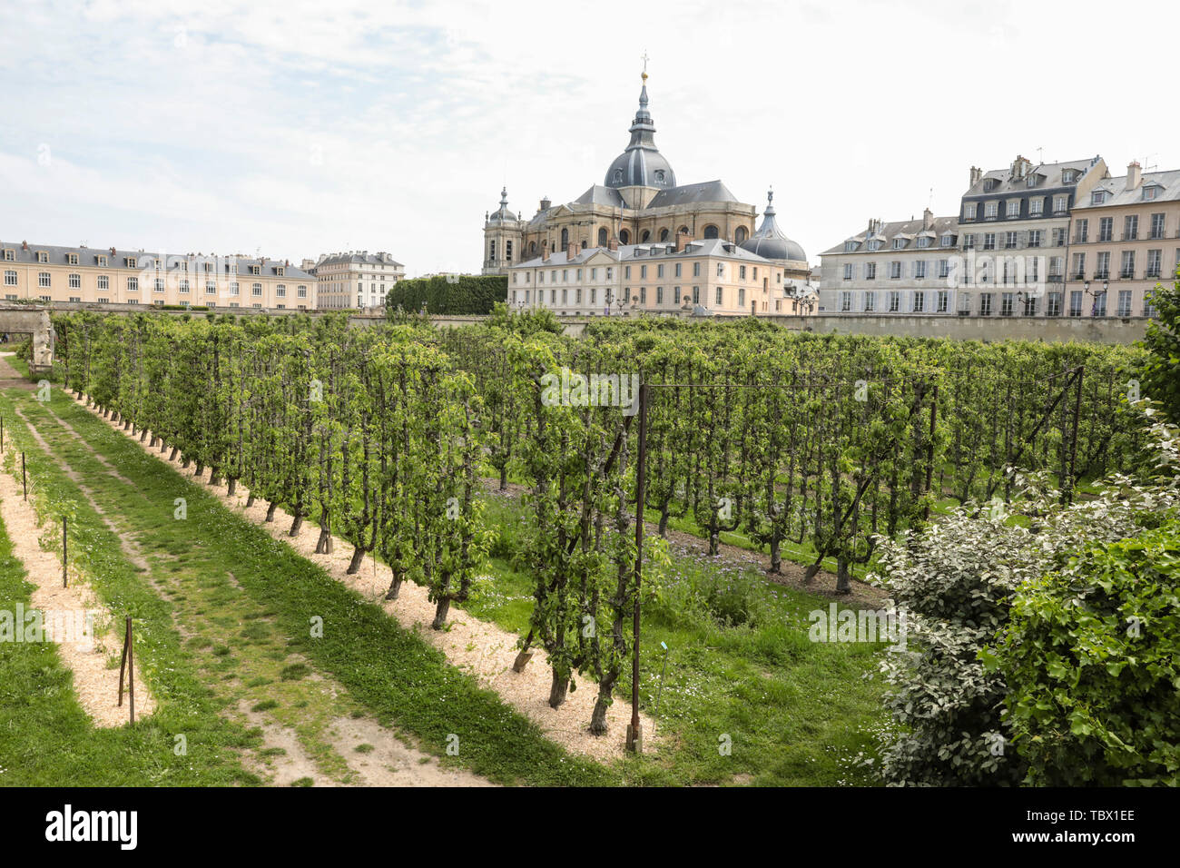KITCHEN GARDEN OF THE KING, VERSAILLES FRANCE Stock Photo - Alamy