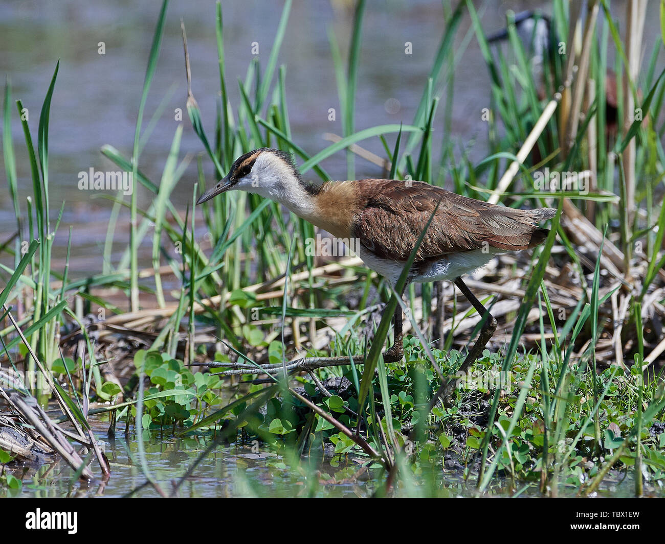 Juvenile African jacana in its natural habitat in Gambia Stock Photo ...