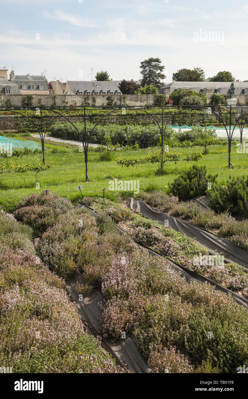 KITCHEN GARDEN OF THE KING, VERSAILLES FRANCE Stock Photo - Alamy