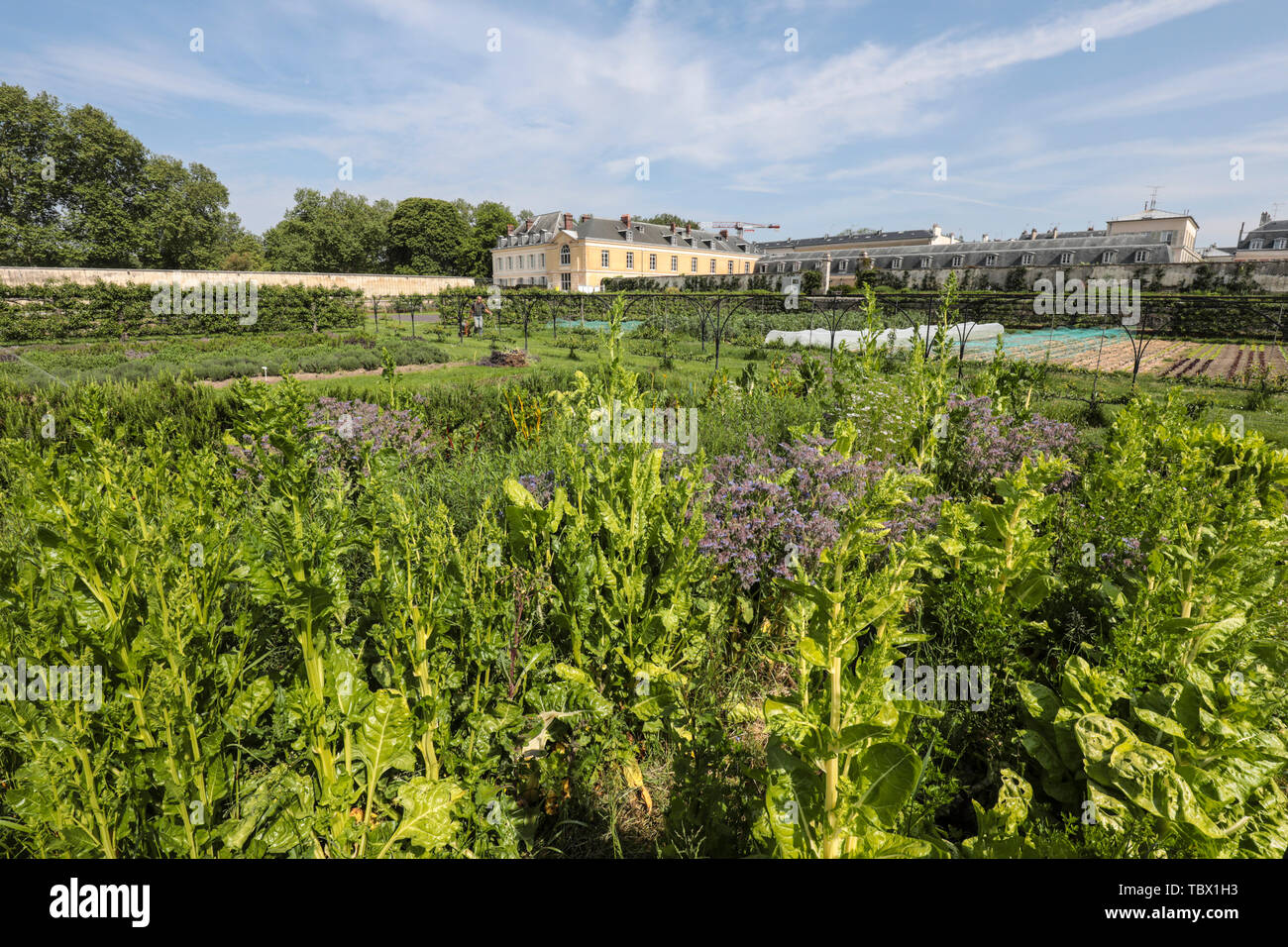 KITCHEN GARDEN OF THE KING, VERSAILLES FRANCE Stock Photo - Alamy