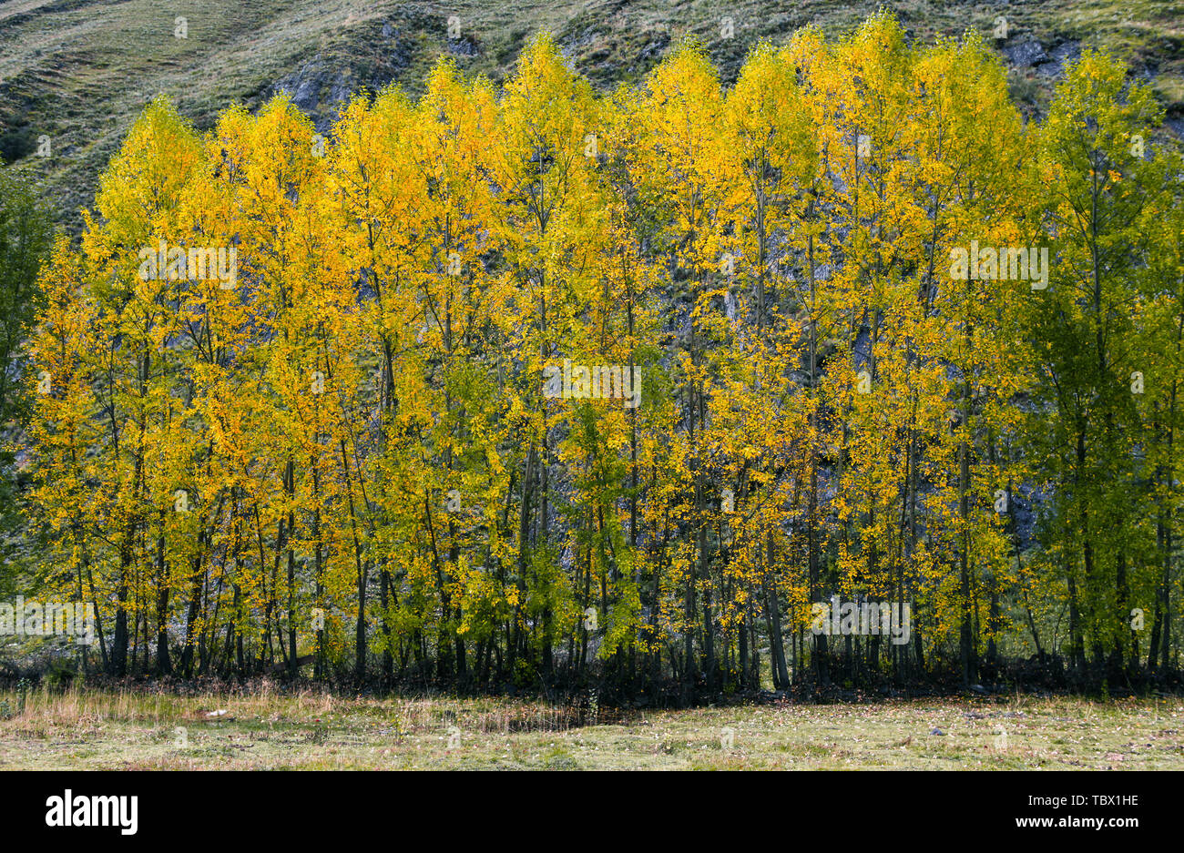 Natural scenery of Xindu Bridge Stock Photo - Alamy