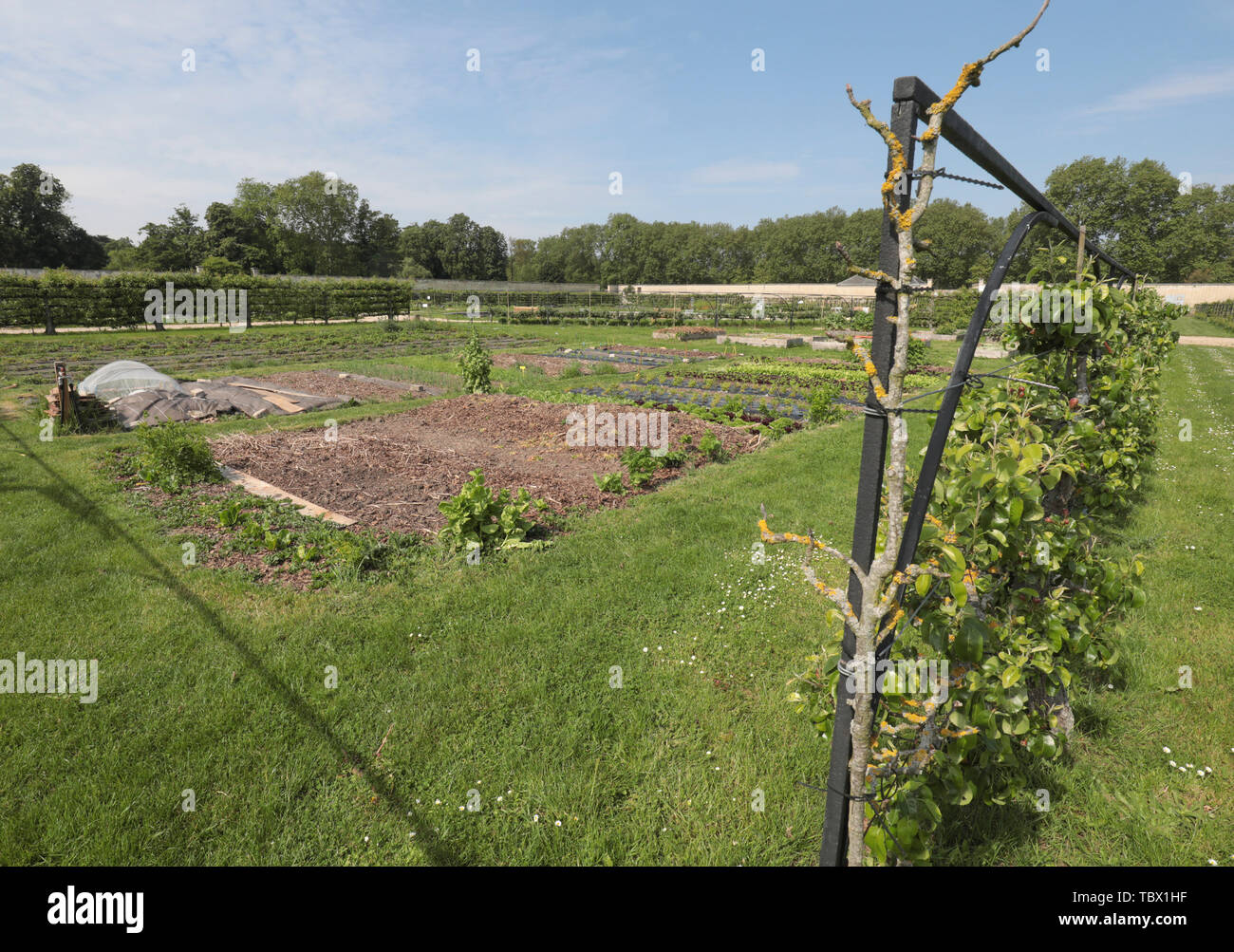 KITCHEN GARDEN OF THE KING, VERSAILLES FRANCE Stock Photo - Alamy