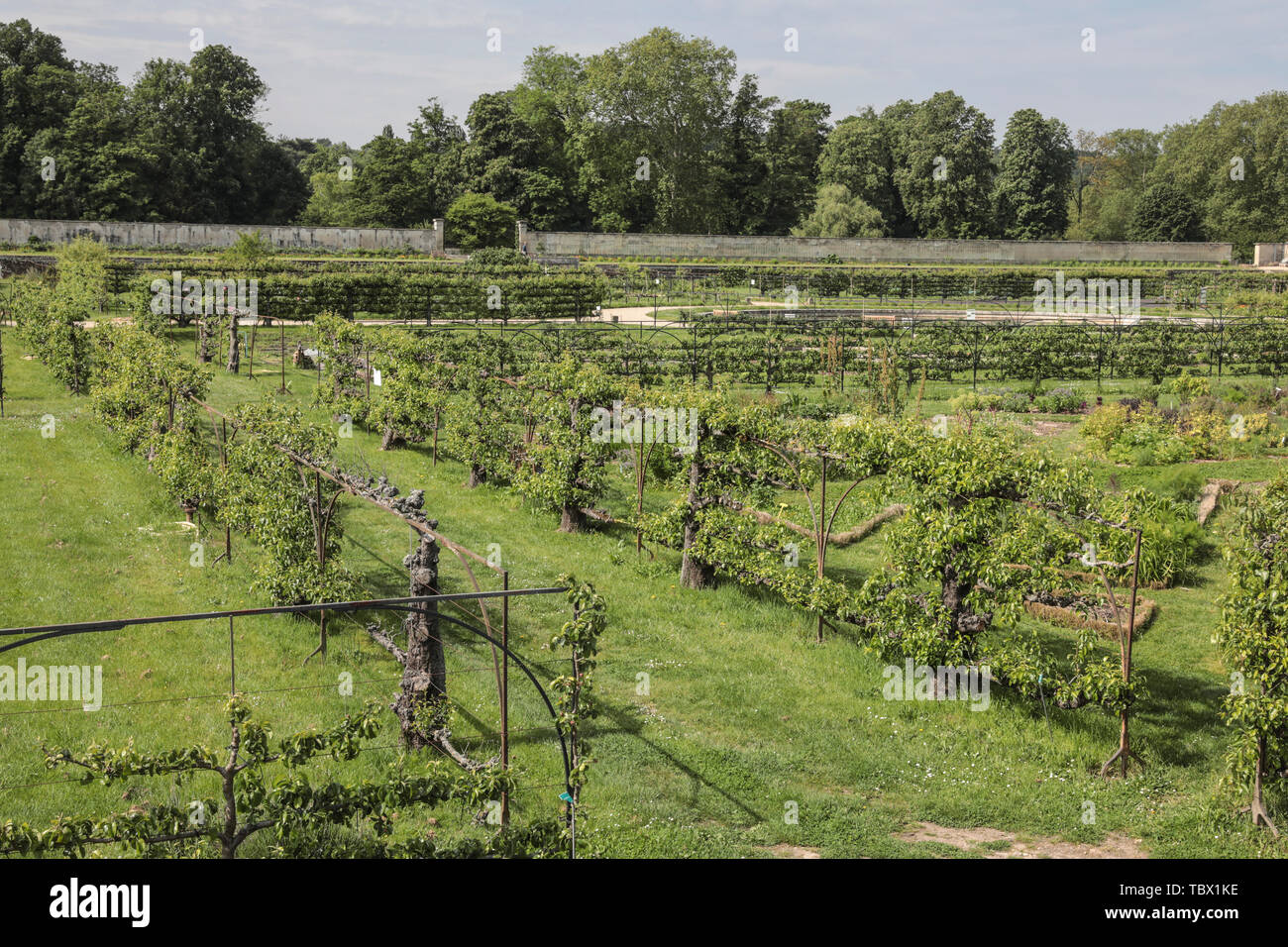 KITCHEN GARDEN OF THE KING, VERSAILLES FRANCE Stock Photo - Alamy