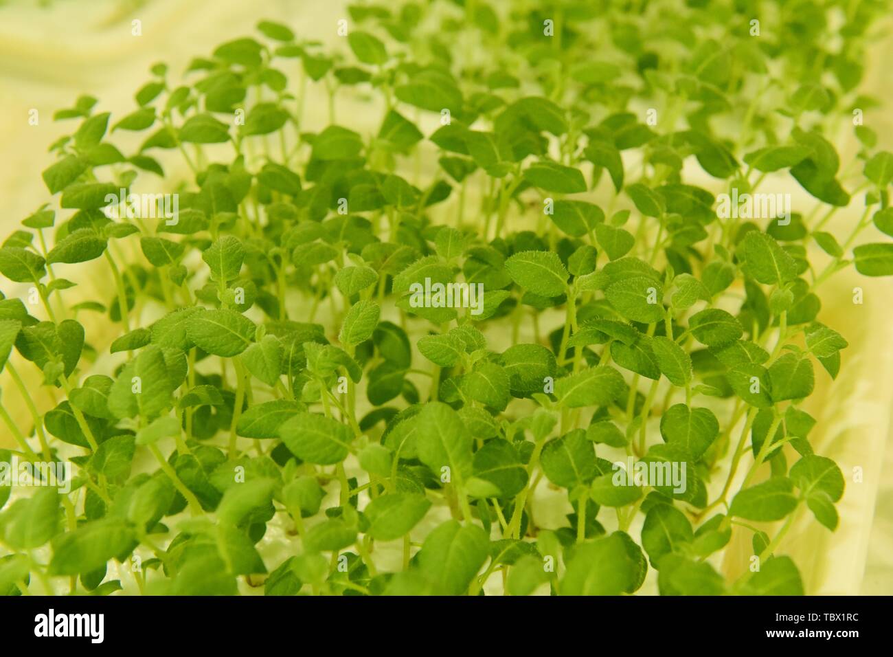 Soilless planting hi-res stock photography and images - Alamy