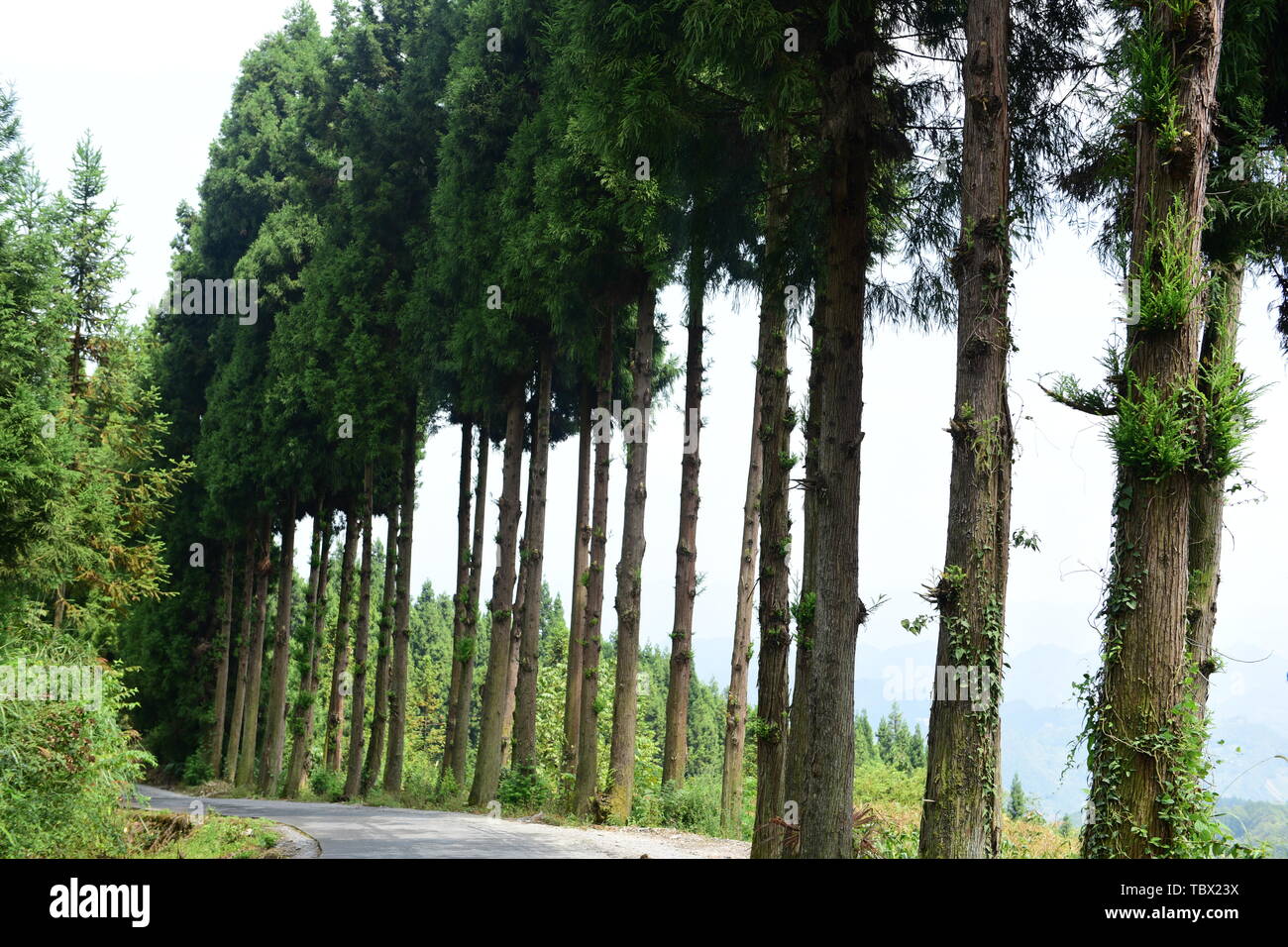 Beautiful forest with sunshine hi-res stock photography and images - Alamy
